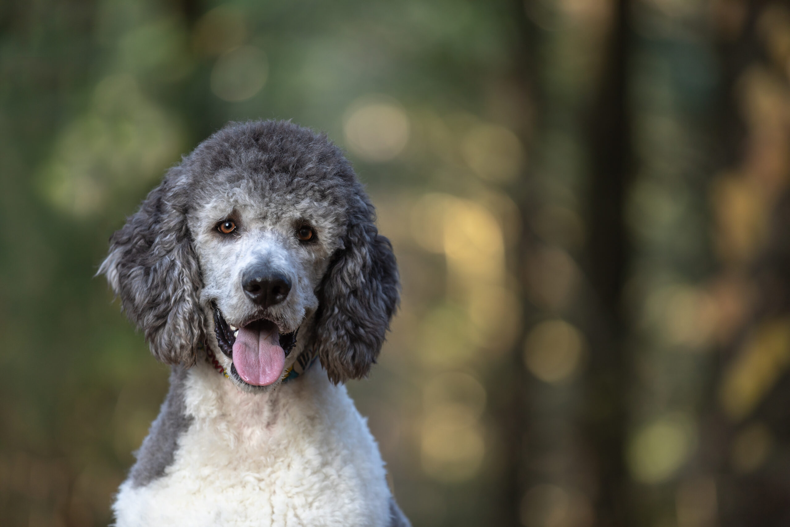 DONATE – OPCA Shelter Network Alliance